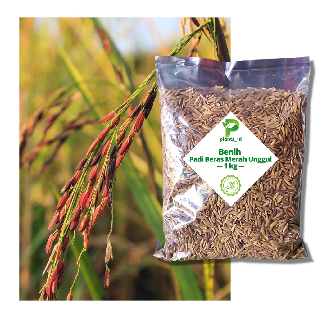 Jual Benih Padi Merah | Shopee Indonesia