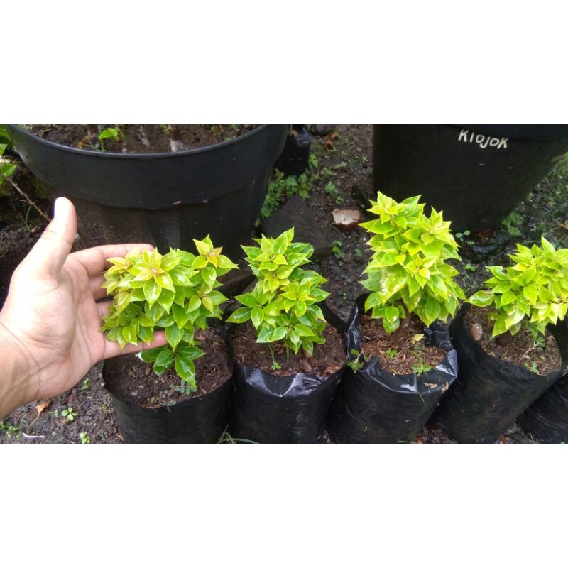 Jual Bougenvile Micro Warna Bunga Merah Fanta Shopee Indonesia