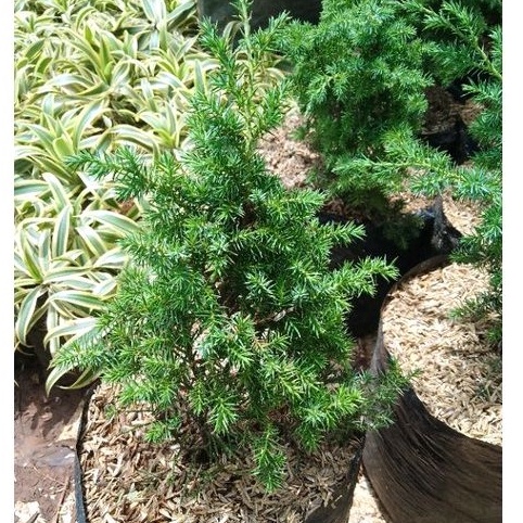 Jual Tanaman hias Cemara Pua pua/tanaman hias cara duri | Shopee Indonesia