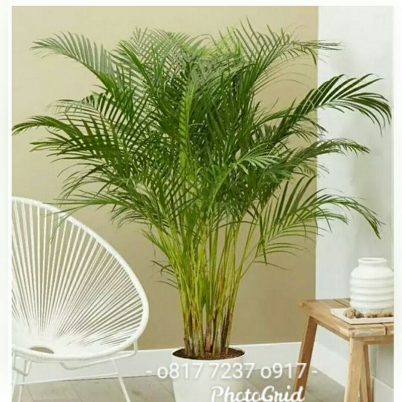 Jual Palem kuning tanaman hias indoor outdoor | Shopee Indonesia