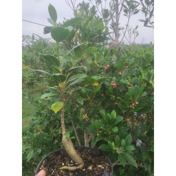 Jual seedling plant caudex bringin kimeng Ficus microcarpa | Shopee ...