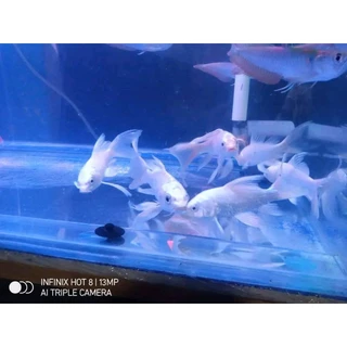 Jual koi slayer platinum Harga Terbaik & Termurah Agustus 2025 | Shopee ...