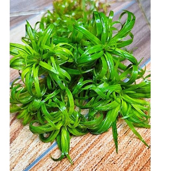 Jual Tonina syngonanthus sp belem /5 batang tanaman aquascape | Shopee ...