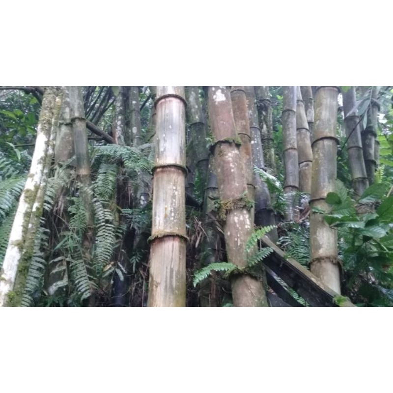 Jual Potongan bambu petung diameter 12-14 cm | Shopee Indonesia