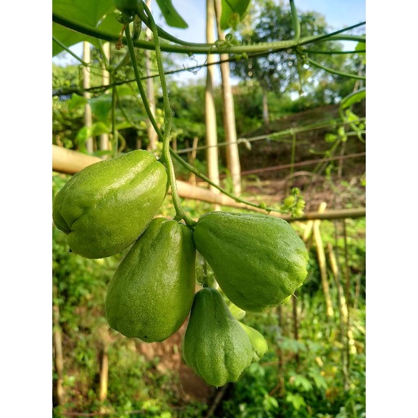 Jual Bibit labu siam anggur,labu baby siap tanam | Shopee Indonesia