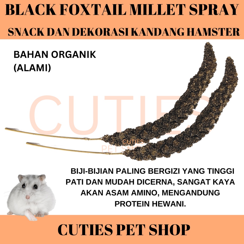 Jual BLACK FOXTAIL MILLET SPRAY HITAM BERGIZI + HIASAN KANDANG CEMILAN ...