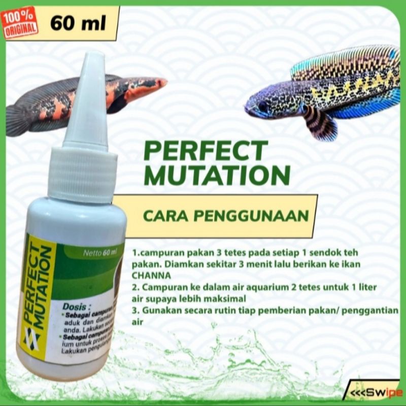 Jual Obat Mutasi Ikan Channa PERFECT MUTATION | Obat Mutasi Warna untuk ...