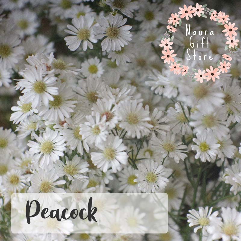 Jual Bunga pikok/peakok asli segar 10 Tangkai Tanaman Potong | Shopee ...