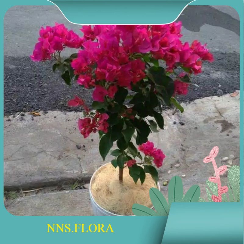 Jual Pohon Bugenvil Merah Fanta Shopee Indonesia