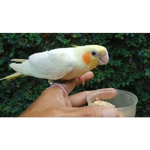 Jual Burung Falk / Parkit Australia Super Jinak Usia 2 Bulan | Shopee ...