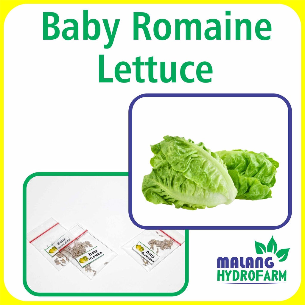 Jual Benih Baby Romaine Lettuce Unggulan Berkualitas biji bibit repack ...
