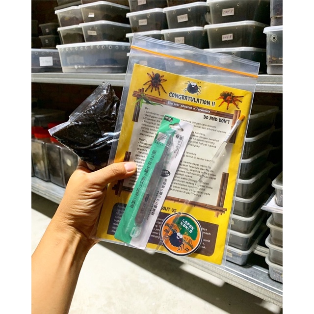 Jual Tarantula Beginner Package komplit | Shopee Indonesia