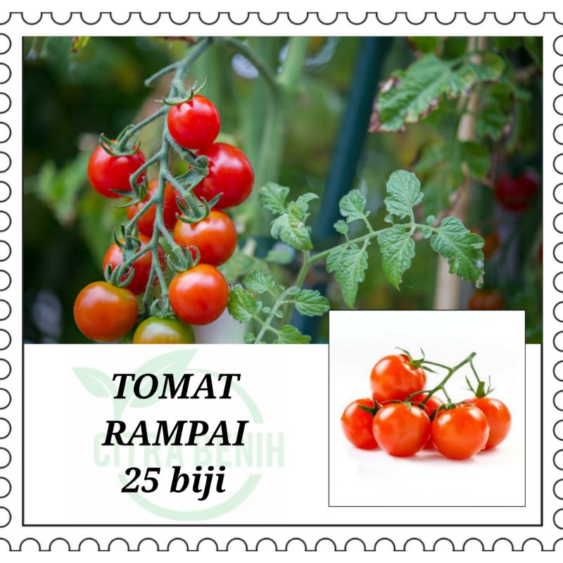 Jual 25 Biji - Benih Tomat RAMPAI, Tomat rempai biasa untuk sambal ...