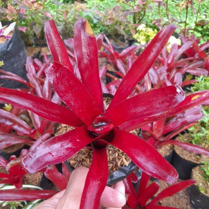 Jual bromelia merah mini | Shopee Indonesia