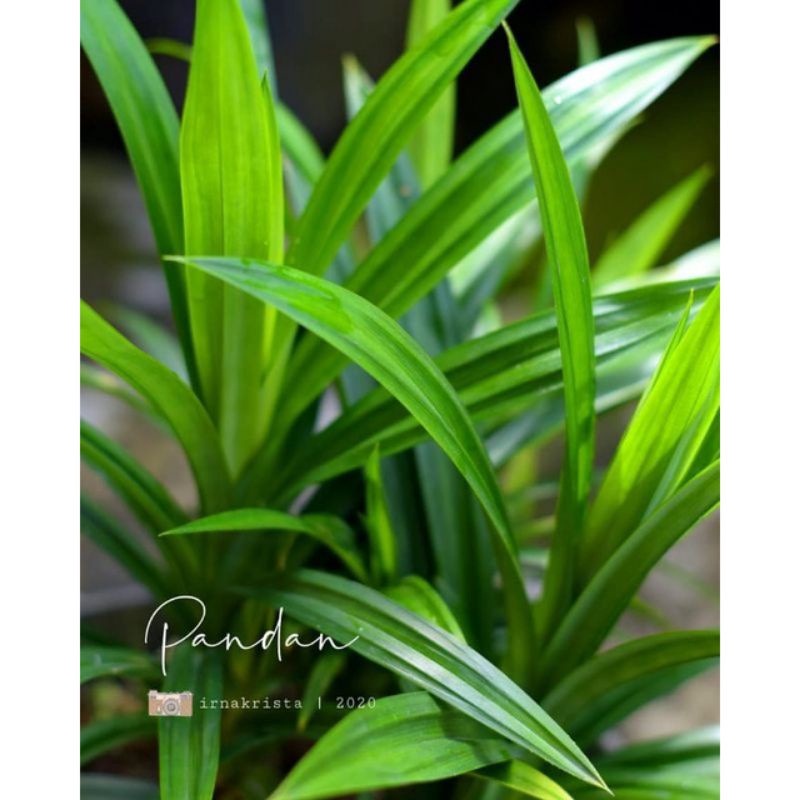 Jual pohon pandan wangi | Shopee Indonesia