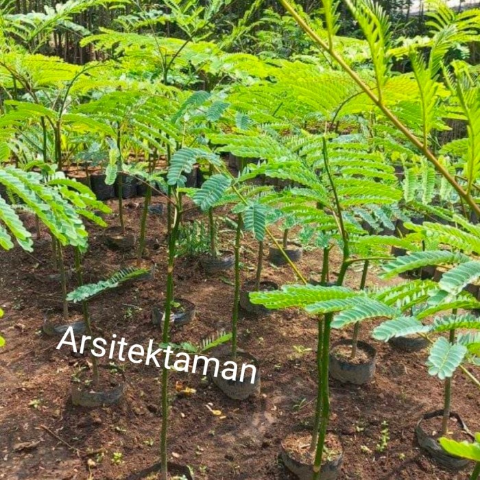 Jual pohon solodium 1,5meter / pakis brazil - schizolobium Parahyba ...