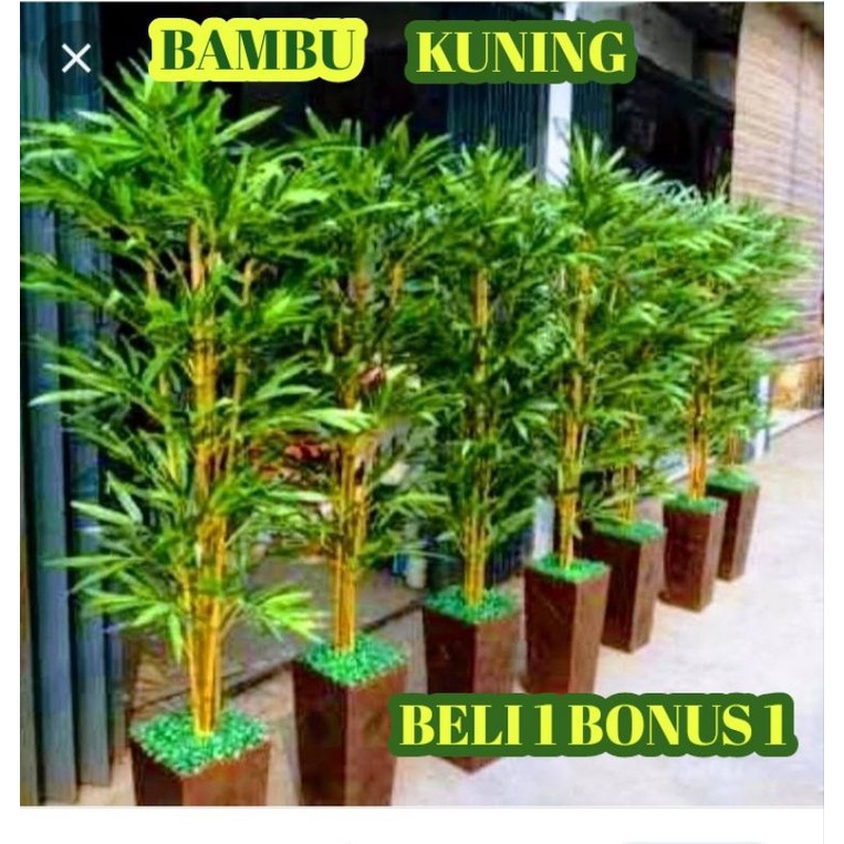 Jual BAMBU KUNING TINGGI 1 METER SANGAT CANTIK UNTUK DEKORASI TAMAN ...