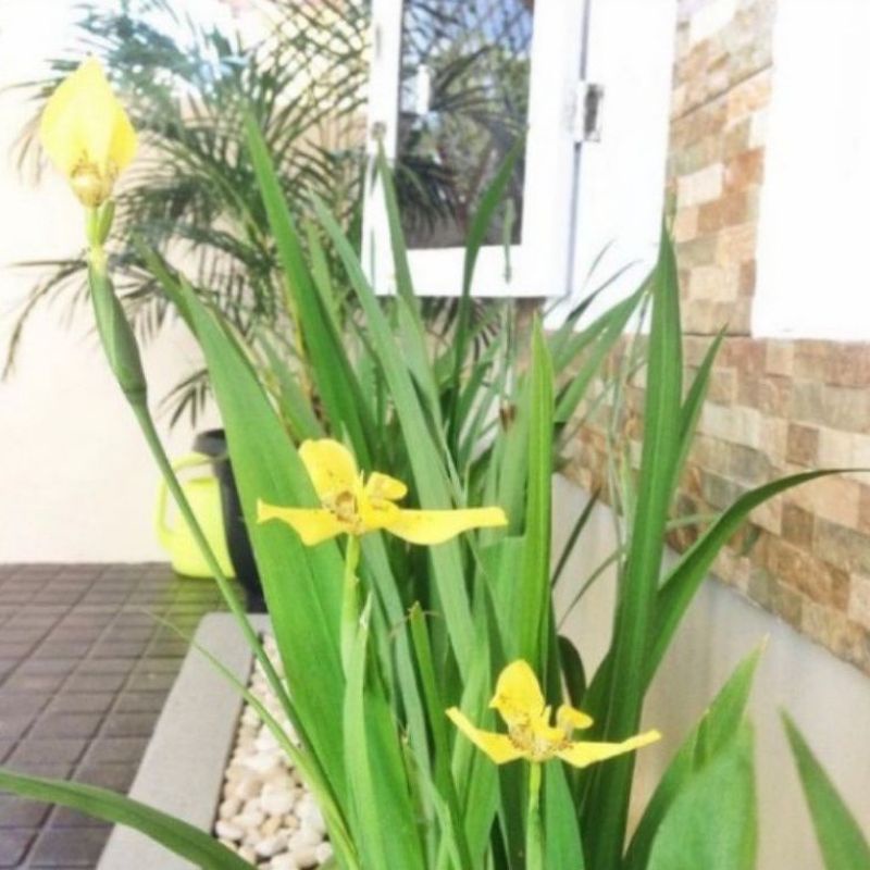 Jual ( TERMURAH) Tanaman Pagar Iris Bunga Kuning - Tanaman Hias Iris ...
