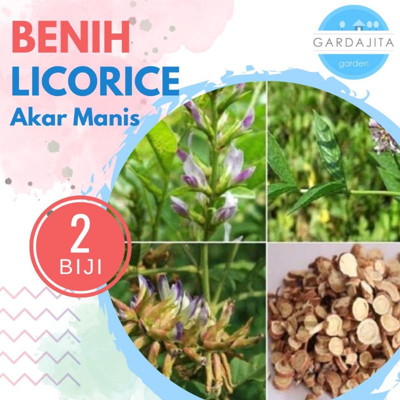 Jual Benih LICORICE [isi-2] Biji Akar Manis Glycyrrhiza Glabra | Shopee ...