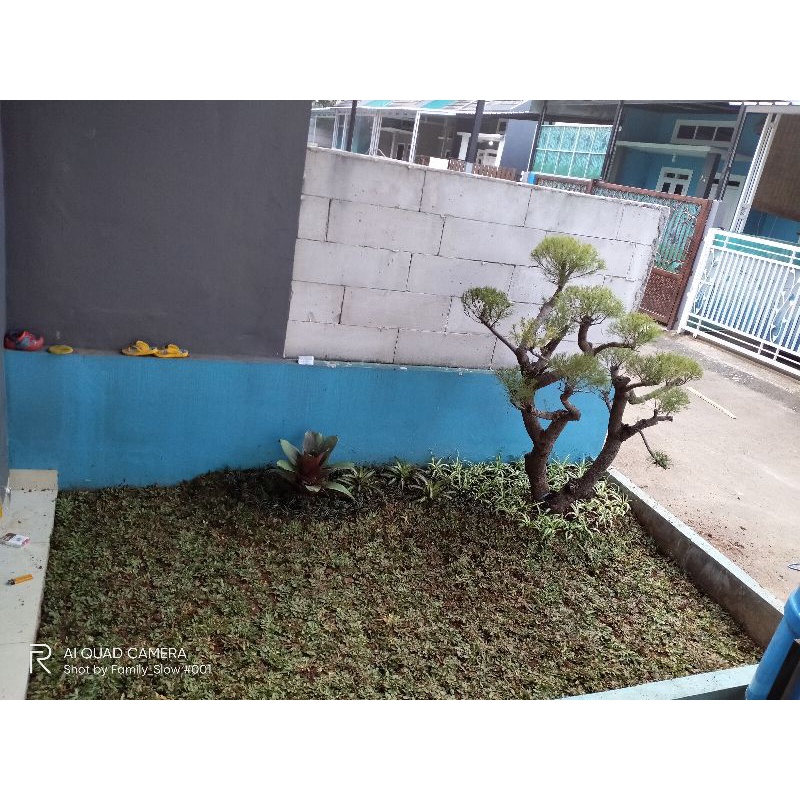 Jual Paket Taman Simple - Tanaman Bonsai - Rumput Gajah Mini | Shopee ...