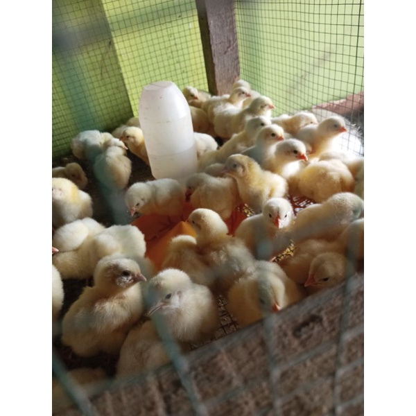 Jual DOC ayam broiler - anak ayam broiler - bibir ayam broiler - ayam ...