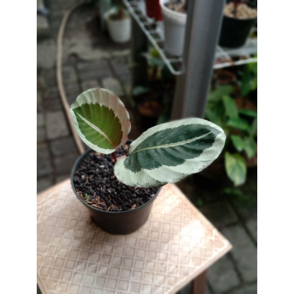 Jual tanaman calathea Cynthia | Shopee Indonesia