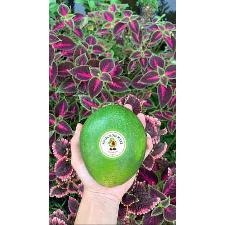Jual Alpukat mentega miki Cipedak 5kg Avocado miki super Premium One ...