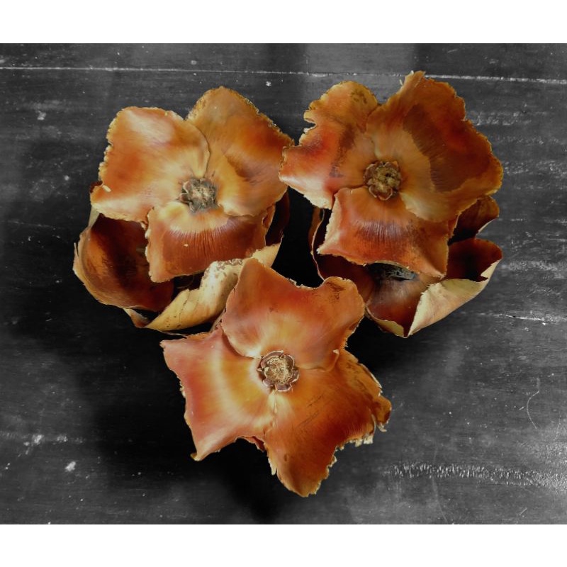 Jual Kelopak buah siwalan/lontar Asli,(bunga kering) | Shopee Indonesia