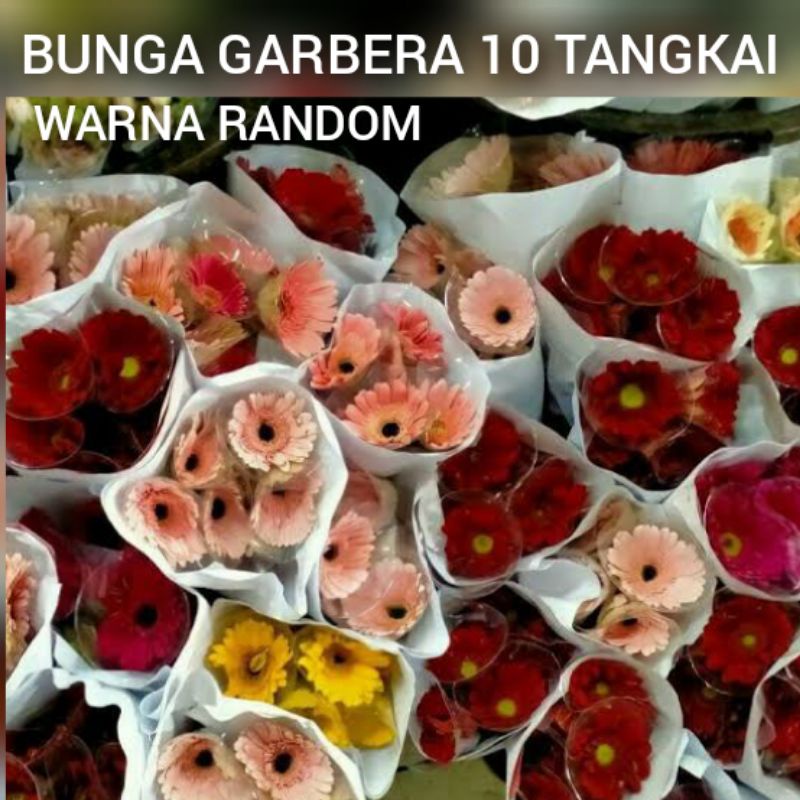 Jual bunga garbera asli 10 tangkai bunga potong | Shopee Indonesia