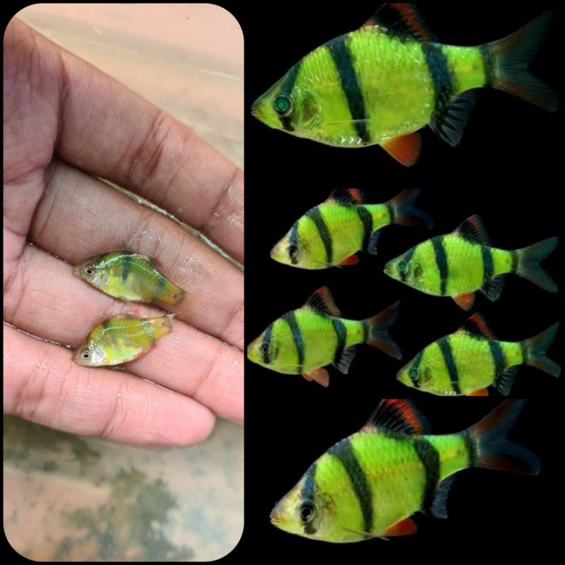 Jual ikan green sumatera glofish untuk aquarium dan aquascape | Shopee ...