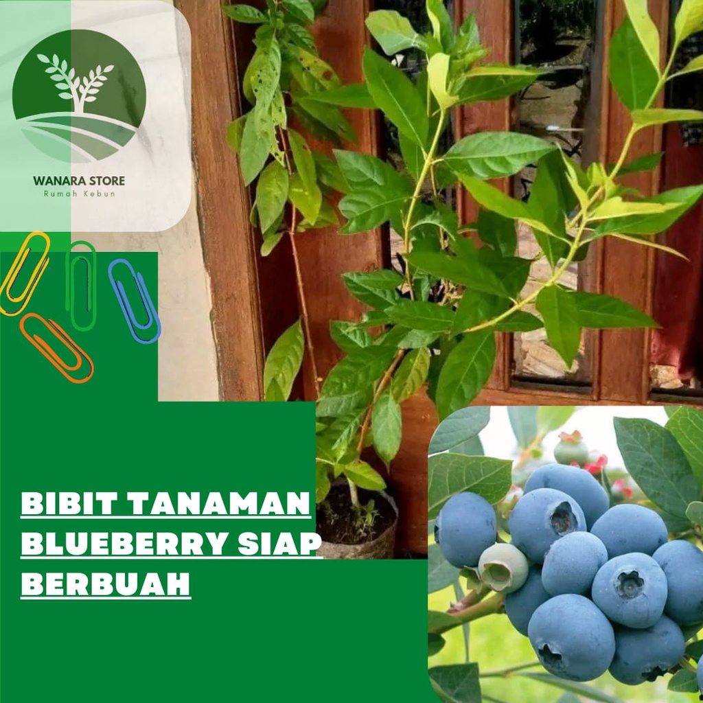 Jual Bibit Tanaman Blueberry Siap Tanam | Shopee Indonesia