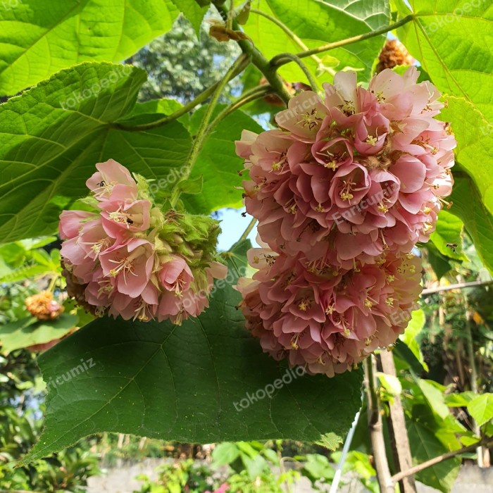 Jual Suplayer Bibit Bunga Dombeya Cayeuxii Untuk Pakan Klanceng
