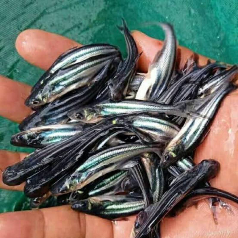Jual bibit ikan patin | Shopee Indonesia