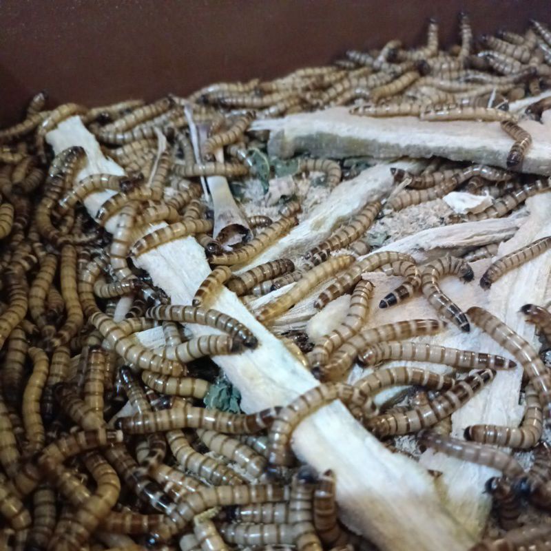 Jual Ulat jerman Hidup 500 gram + Media racikan Buat nampung | Shopee ...
