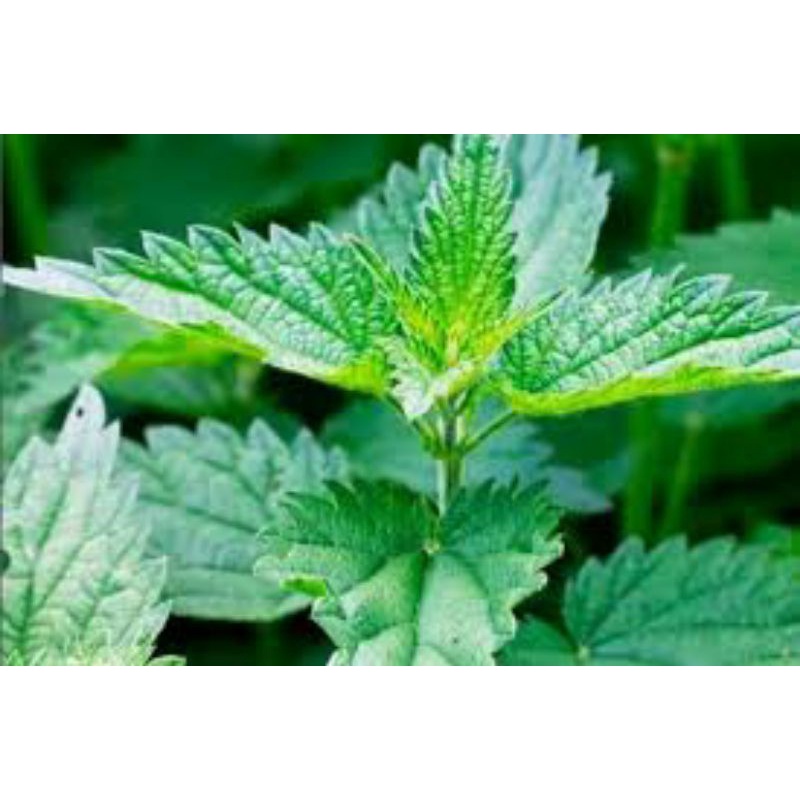 Jual Daun Jelatang/ Daun Pulus per 1 Kg | Shopee Indonesia