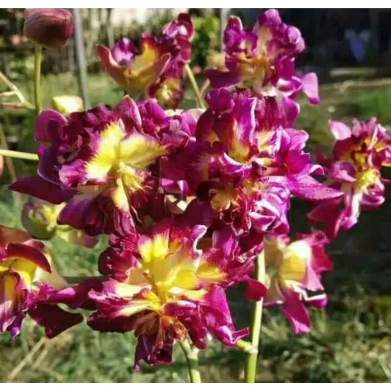 Jual Dendrobium Mawar merah | Shopee Indonesia