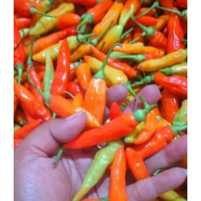 Jual Cabe rawit merah 1kg | Shopee Indonesia