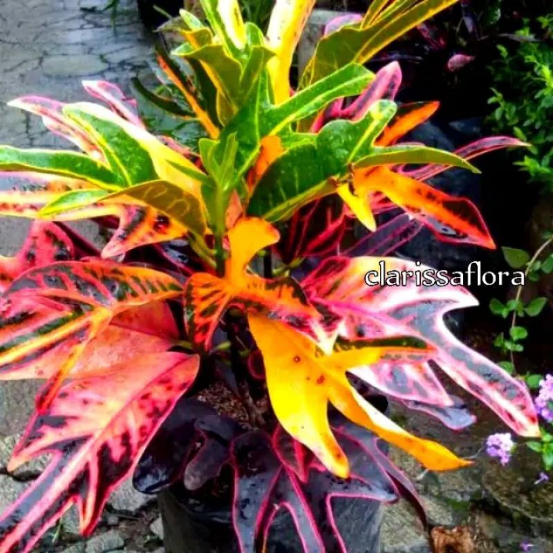 Jual Tanaman hias puring zet - puring pesawat zet | Shopee Indonesia