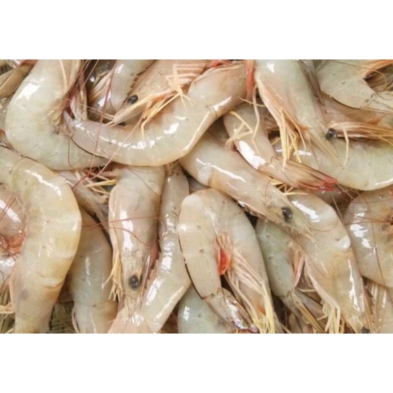 Jual UDANG LAUT SUPER / udang laut / udang jerbung ukuran besar segar ...