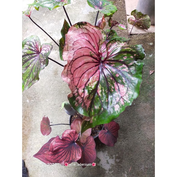 Jual caladium black muscle hijau | Shopee Indonesia