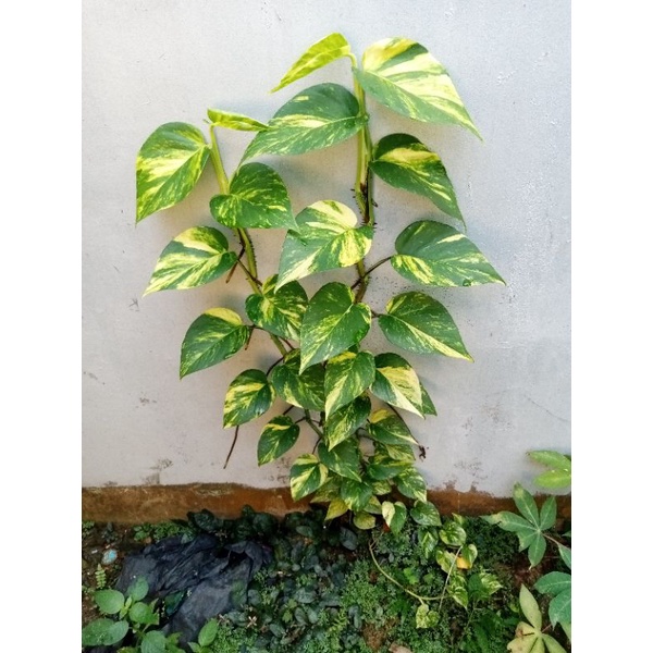 Jual pohon sri gading parigata bibit tanaman hias | Shopee Indonesia