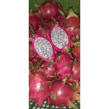 Jual Buah Naga Putih Organik 1 kg | Shopee Indonesia