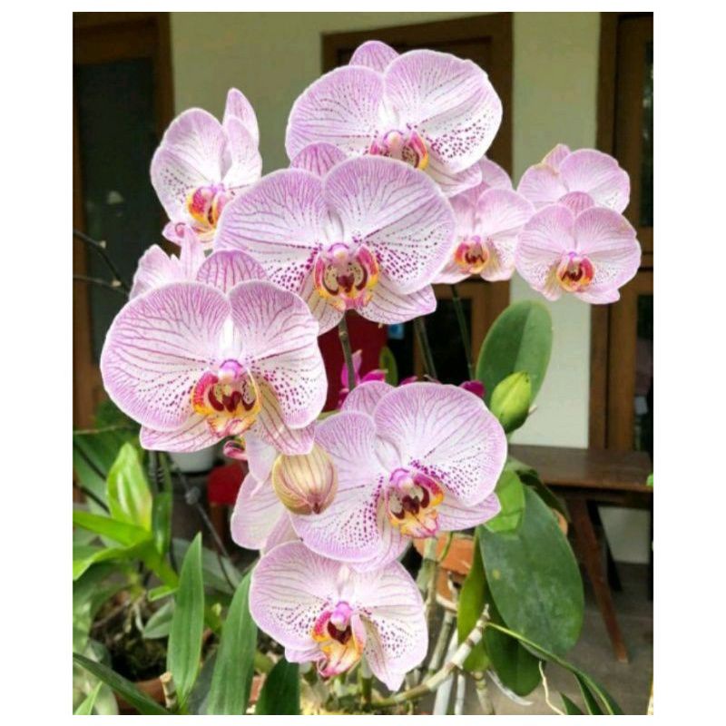 Jual ANGGREK BULAN JUMBO PINK SAKURA-Sudah Spike/Knop BUNGA MEKAR ...