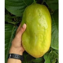 Jual MARKISA JUMBO/ GIANT MARKISA FRESH 1 KG | Shopee Indonesia