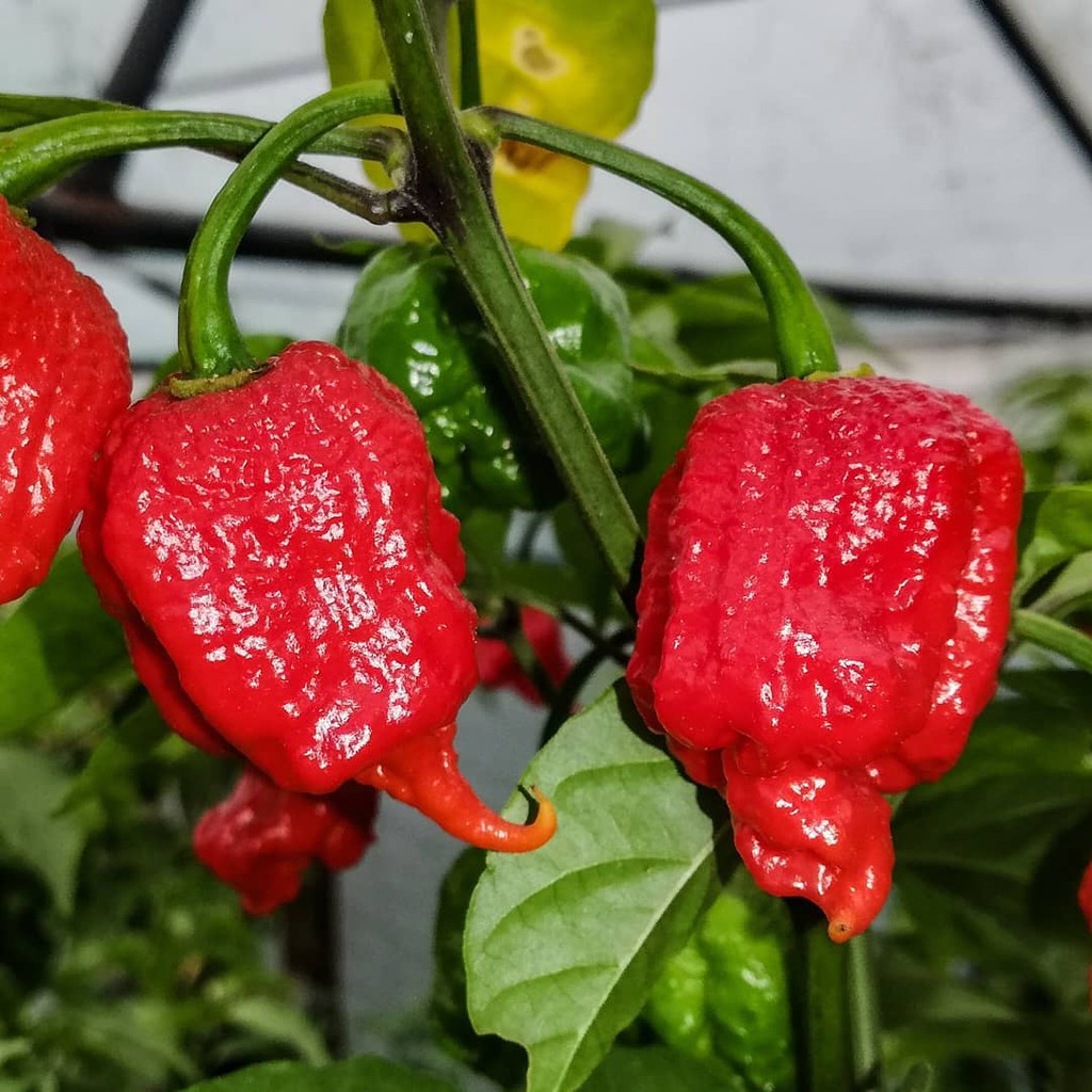 Jual isi 3 Bibit Cabe Carolina Reaper Merah Benih Cabai Rekor Terpedas ...
