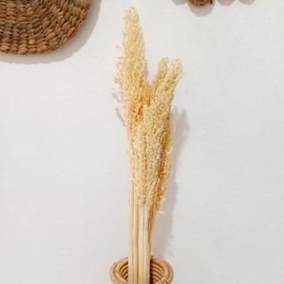 Jual Rayung Stick Pampas Panjang 1,5 Meter (1 ikat isi 3 batang ...