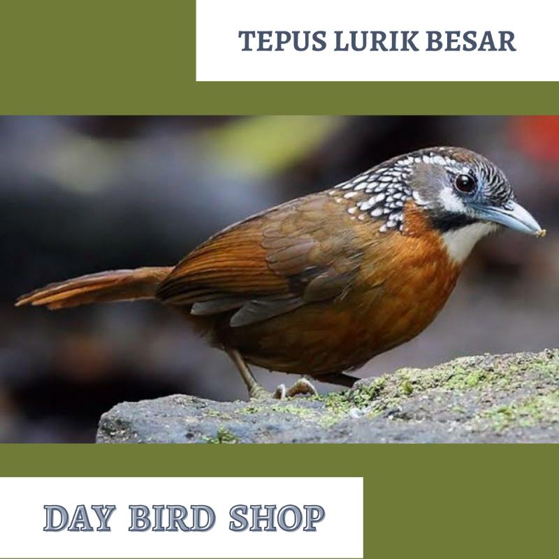 Jual BURUNG TEPUS LURIK BESAR JANTAN PILIHAN | Shopee Indonesia