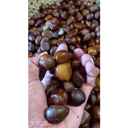 Jual Biji salak pondoh 1kg/biji salak pondoh/biji salak/bibit pohon ...
