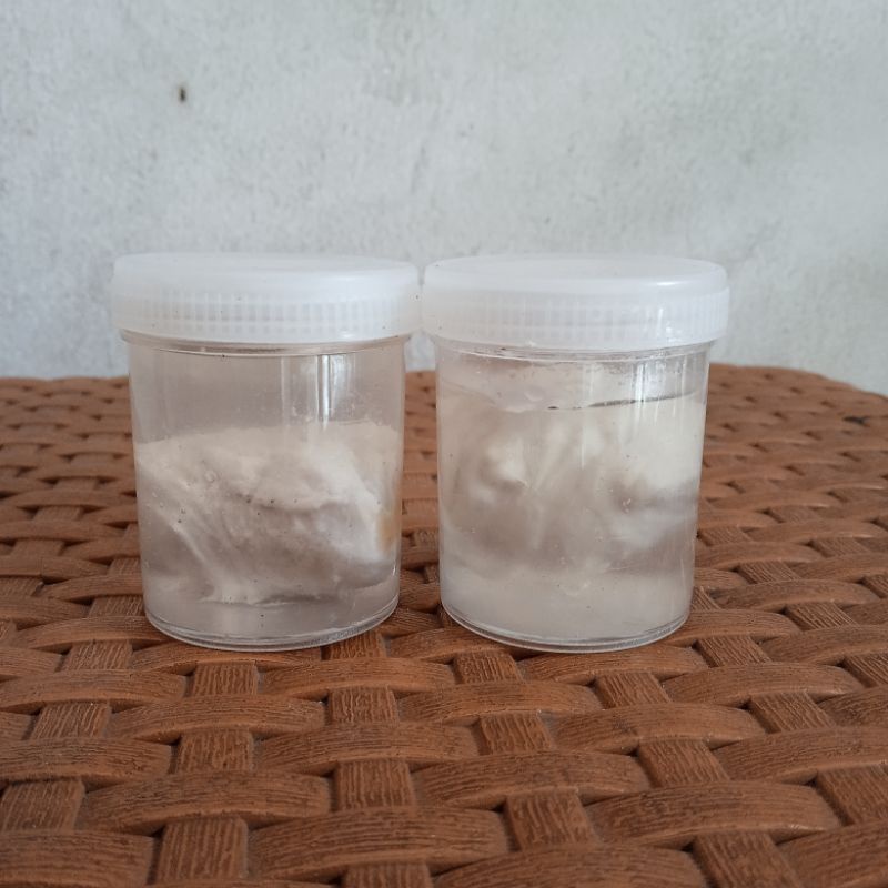 Jual PULUT GETAH KARET ( LEM JEBAKAN BURUNG ) | Shopee Indonesia