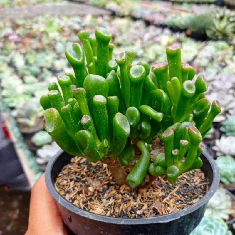Jual Kaktus Sekulen Crassula Ovata, Sekulen Gollum, Sukulen | Shopee ...